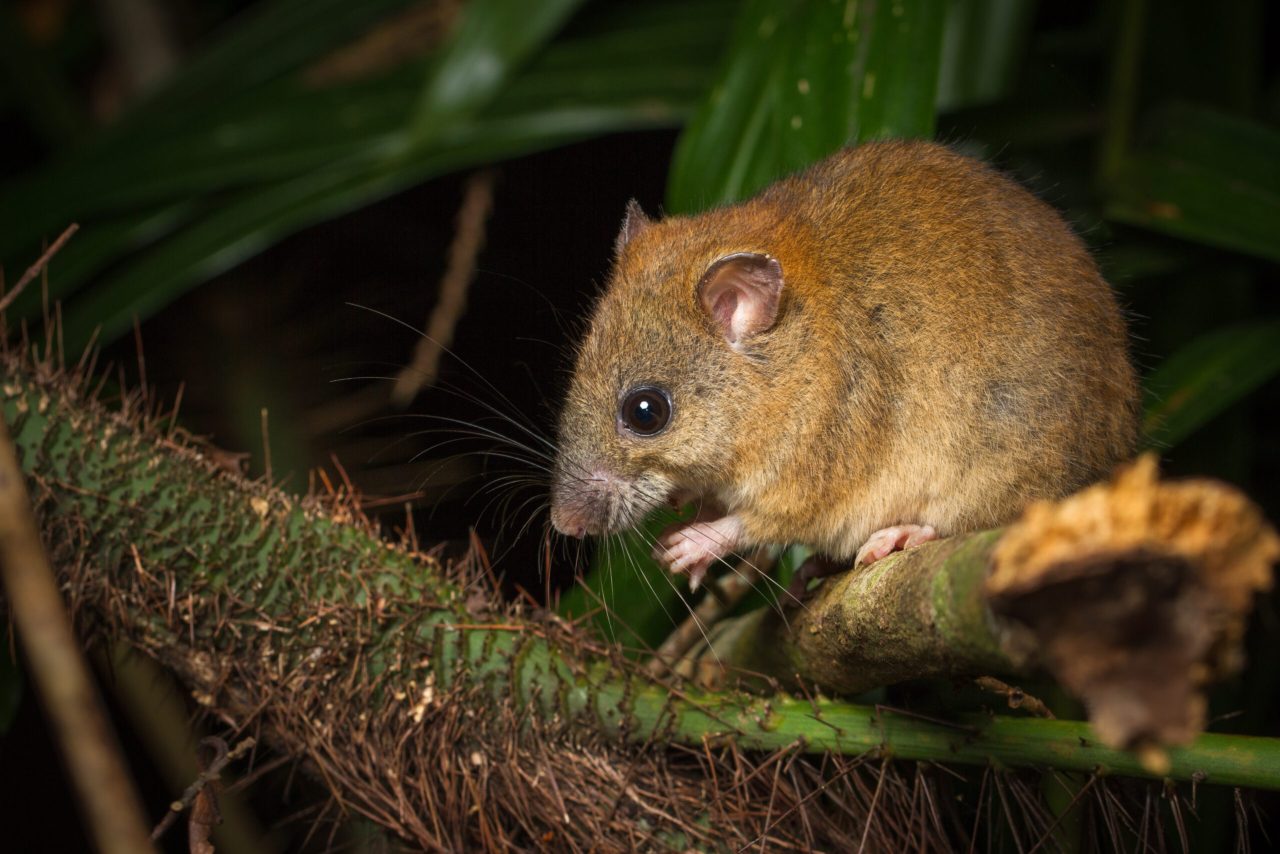 The Bramble Cay Melomys: The First Mammal Lost to Human-Driven Climate ...